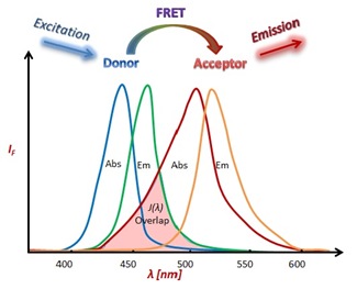 Fluorescence resonance energy transfer (FRET): Principles of FRET